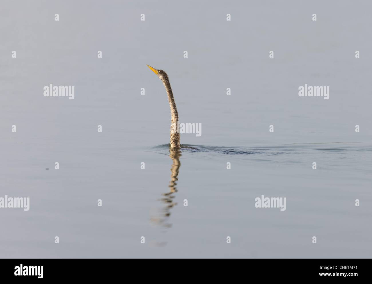 Snakebird swimming in the lake hi-res stock photography and images - Alamy