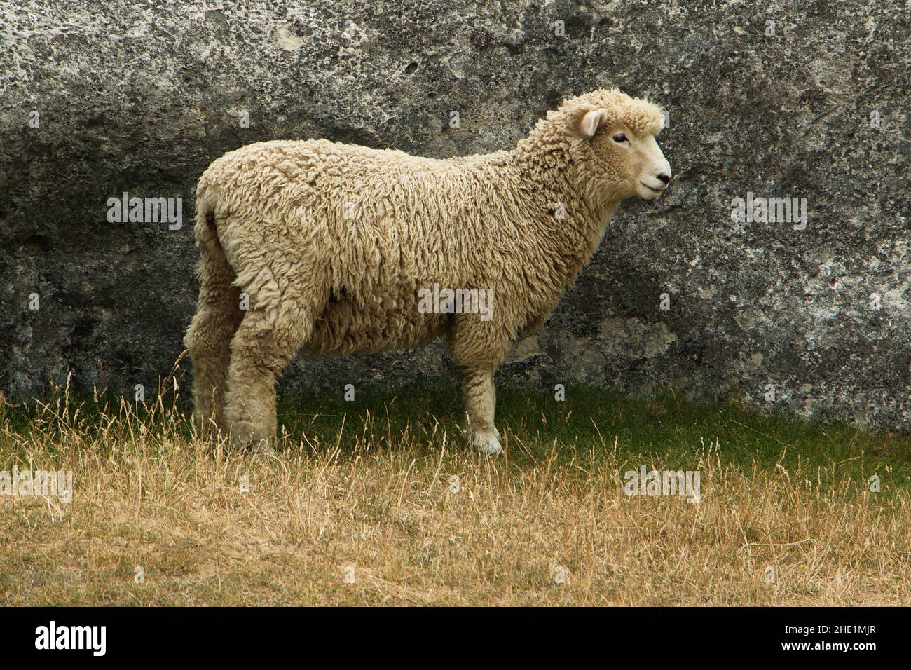 Sheep at Elephant Rocks near Duntroon on South Island of New Zealand ...