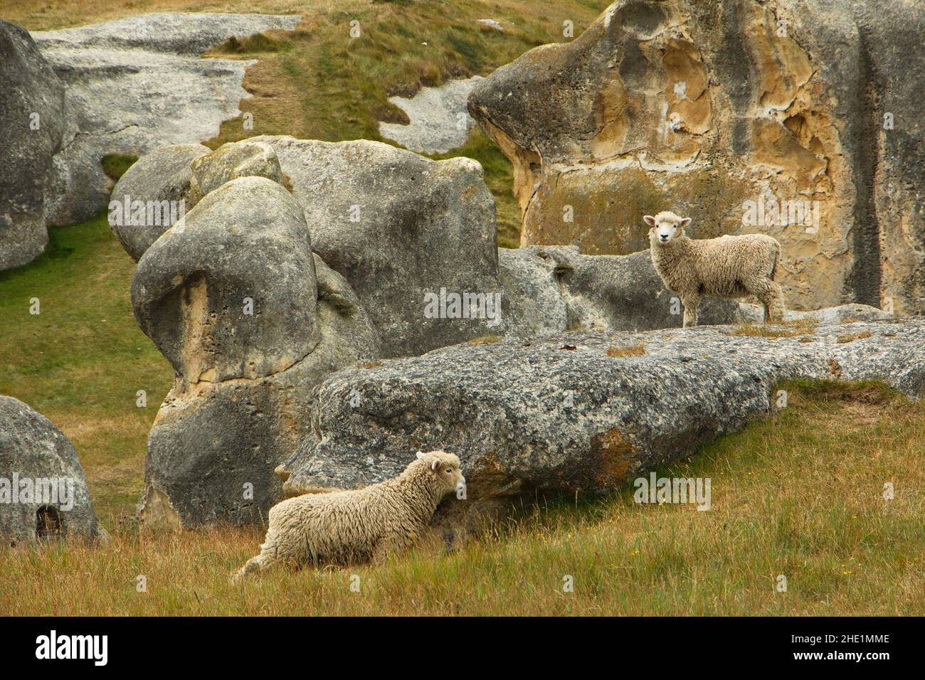 Sheep at Elephant Rocks near Duntroon on South Island of New Zealand ...