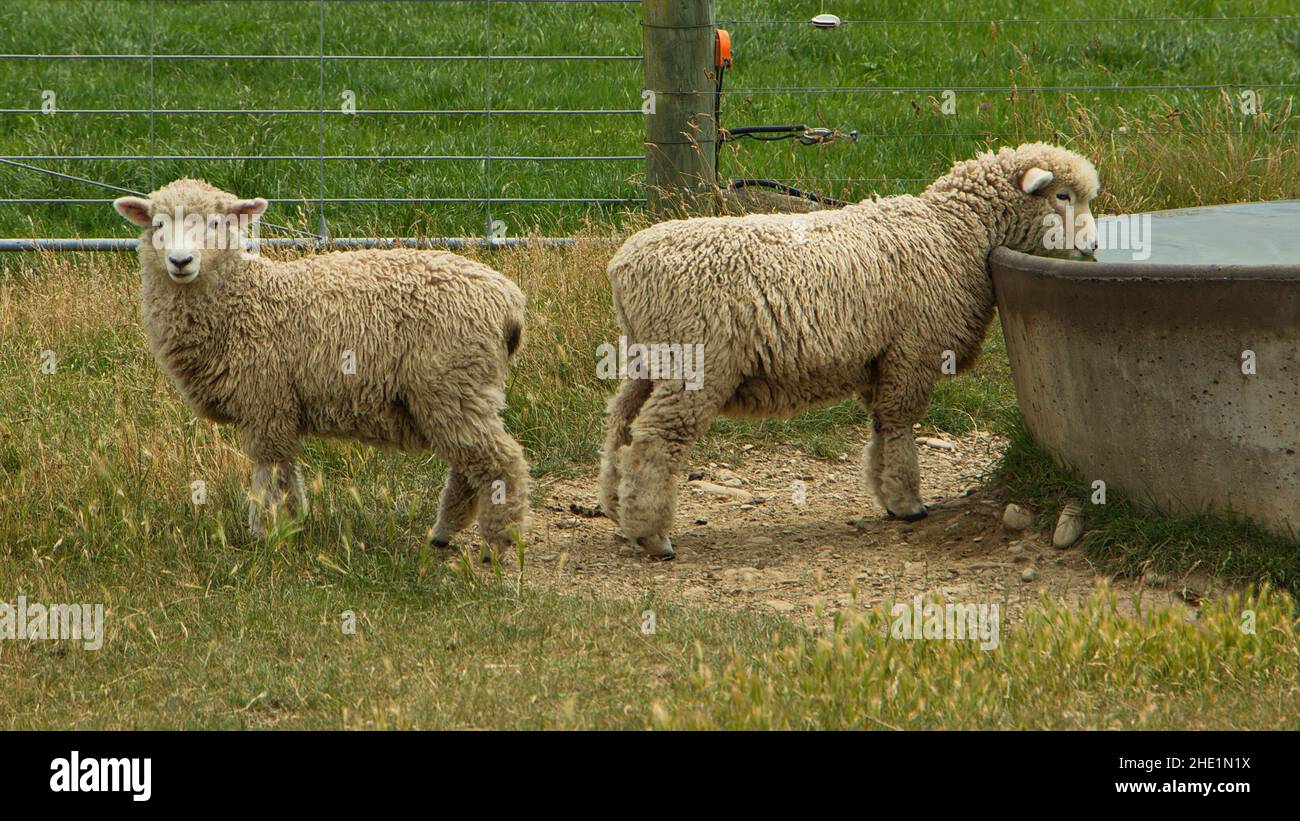 Sheep at Elephant Rocks near Duntroon on South Island of New Zealand ...