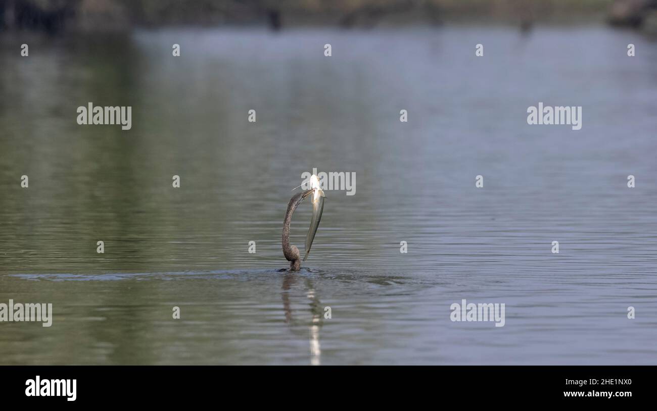 Snake bird catching fish hi-res stock photography and images - Alamy