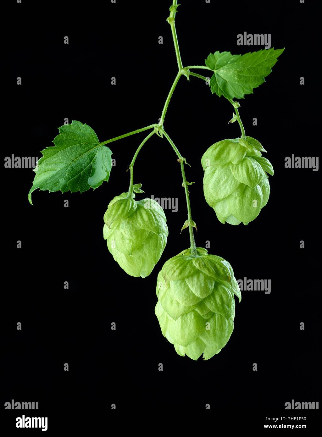 fresh green hop plant cones macro isolated on black background Stock ...