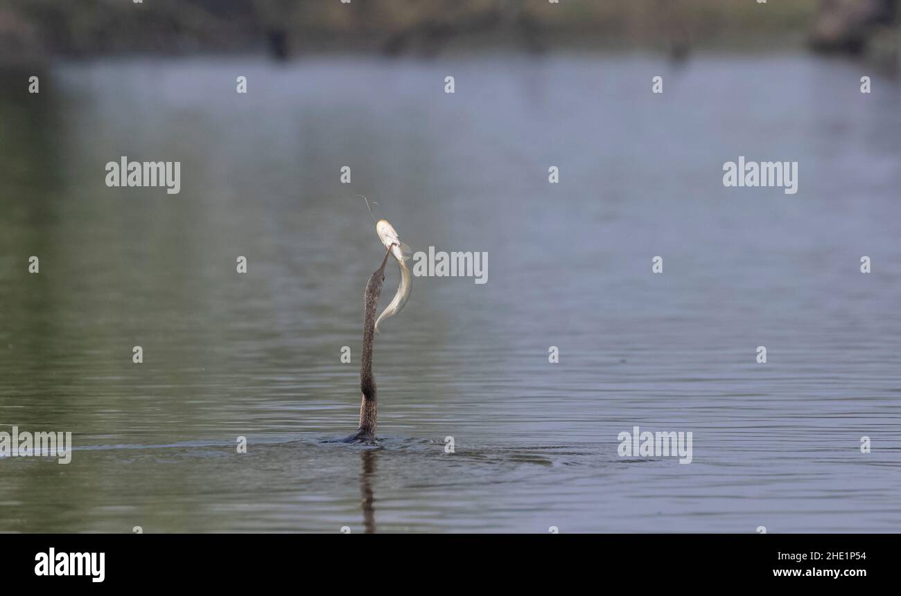 Snake bird catching fish hi-res stock photography and images - Alamy