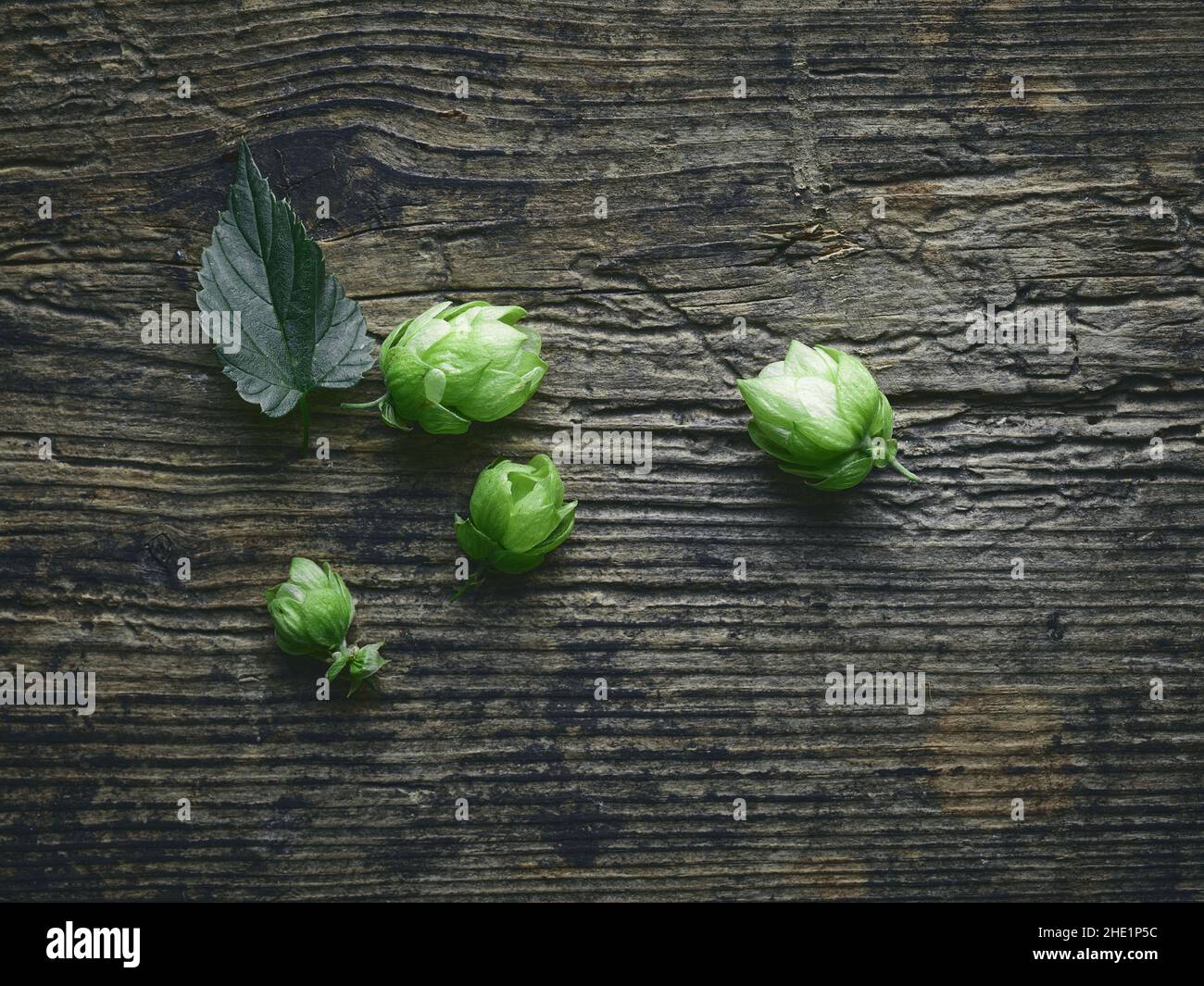 fresh green hop plant cones on old wood kitchen table background, top ...