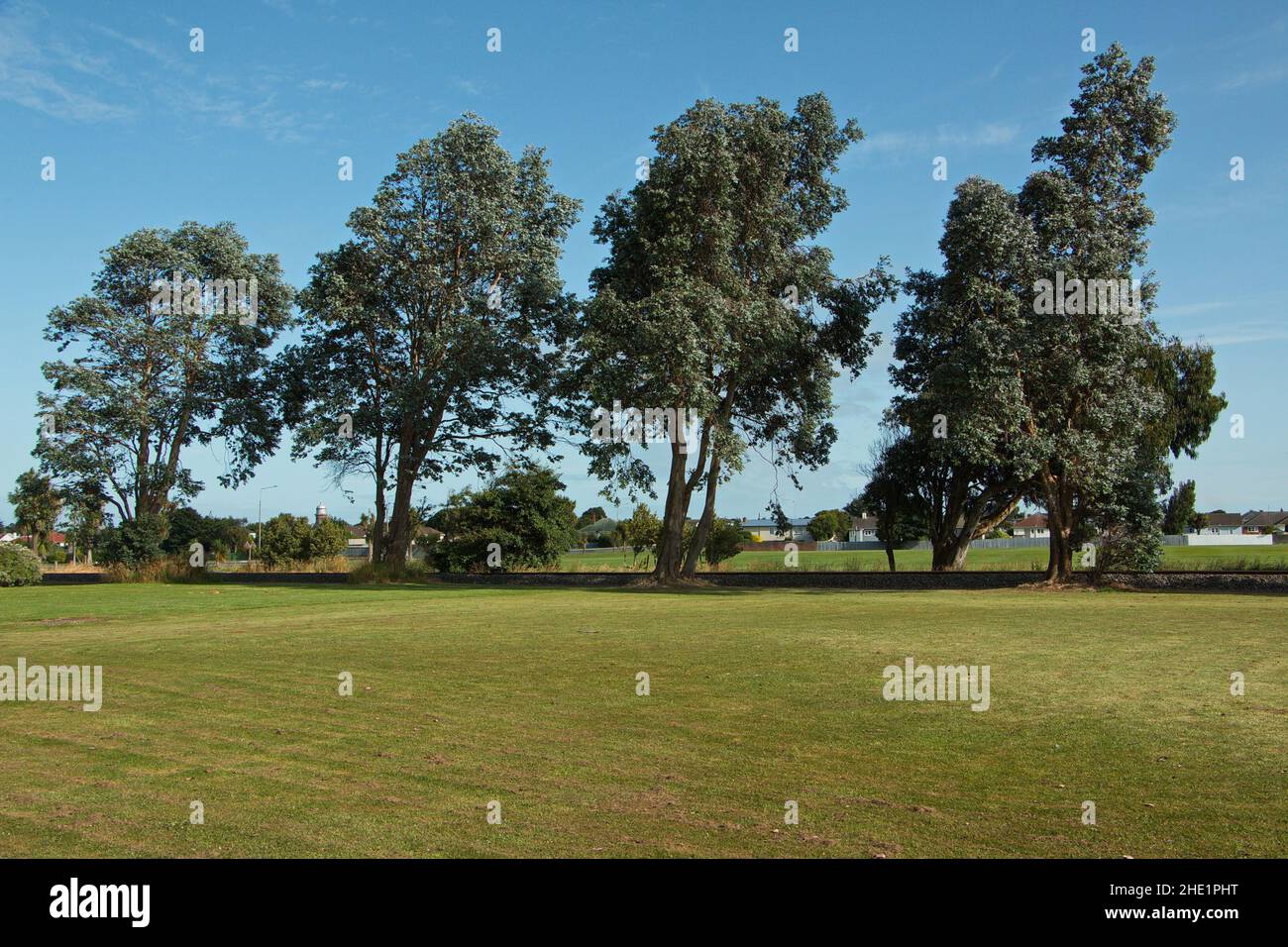 Eucalyptus trees in Invercargill,Southland on South Island of New ...