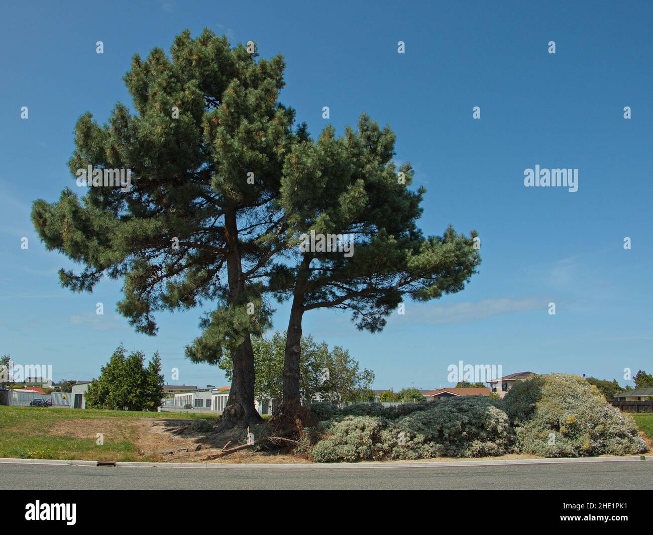 Pine trees in Invercargill,Southland on South Island of New Zealand ...