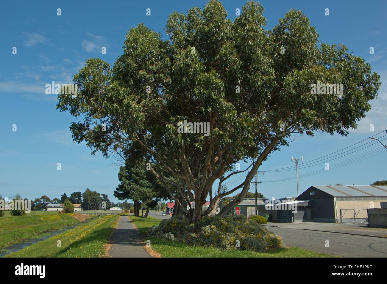 Eucalyptus trees in Invercargill,Southland on South Island of New ...