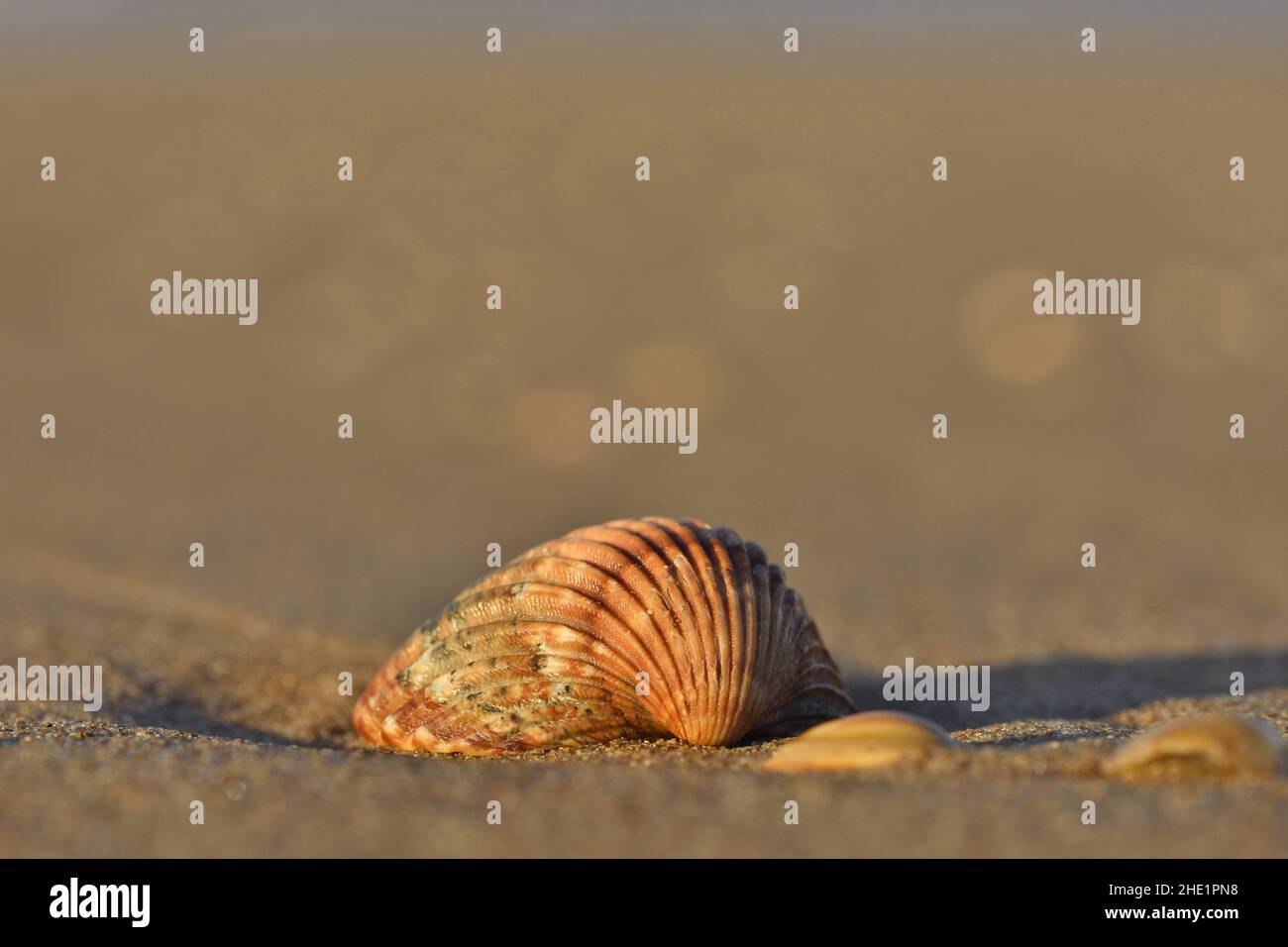 Mollusc exoskeleton hi-res stock photography and images - Alamy