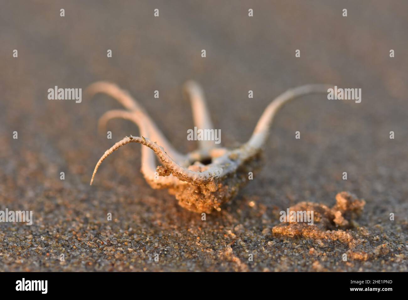 Southern sand star hi-res stock photography and images - Alamy