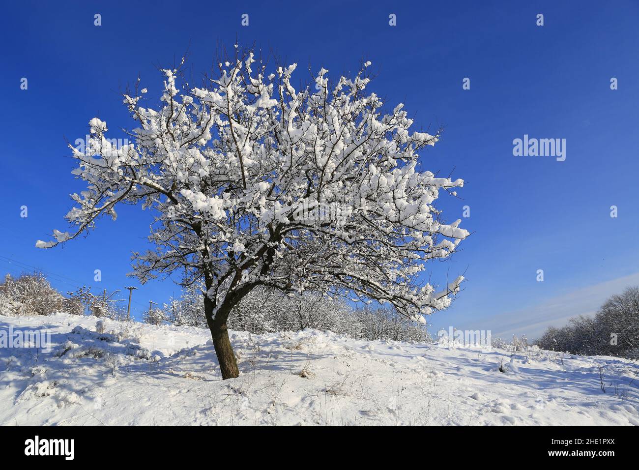 Nice scene with winter tree on blue sky background Stock Photo - Alamy