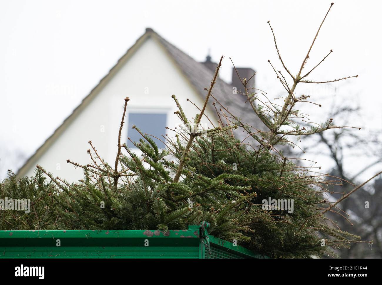 Steinhagen, Germany. 08th Jan, 2022. Worn-out Christmas trees lie on a ...