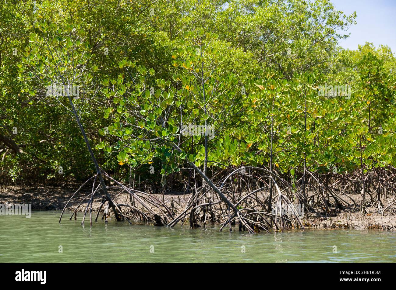 Mangroves (Rhizophora mucronata) growing along shoreline of brackish ...