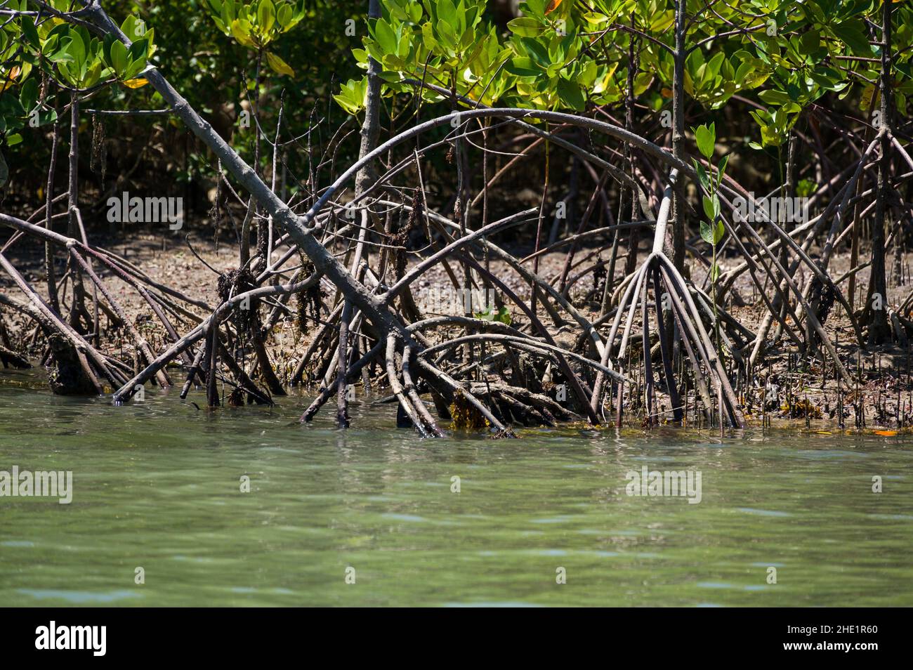 Mangroves (Rhizophora mucronata) growing along shoreline of brackish ...