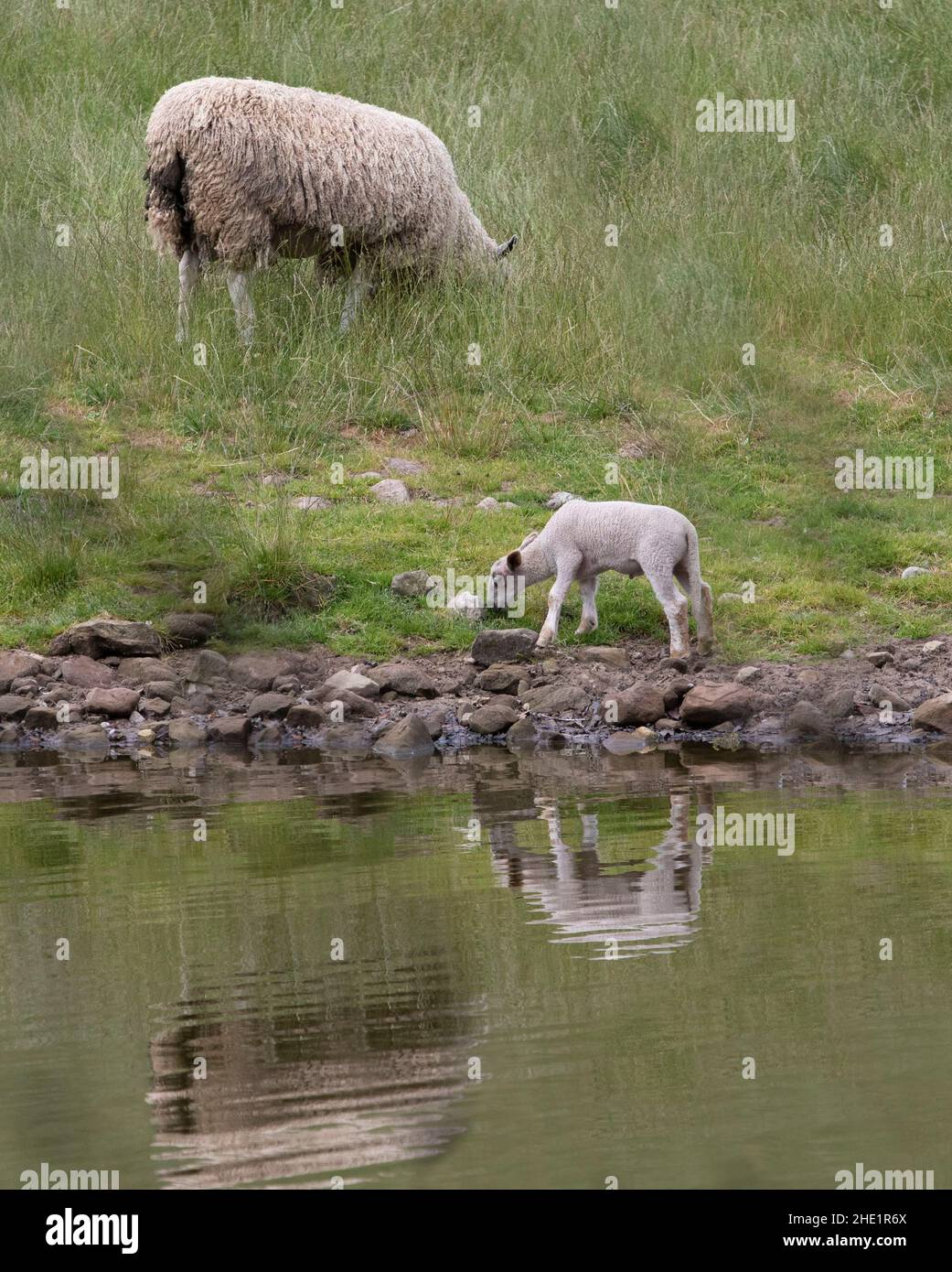 Vertical shot of a big and a baby lamb pasturing at the lakeside Stock ...