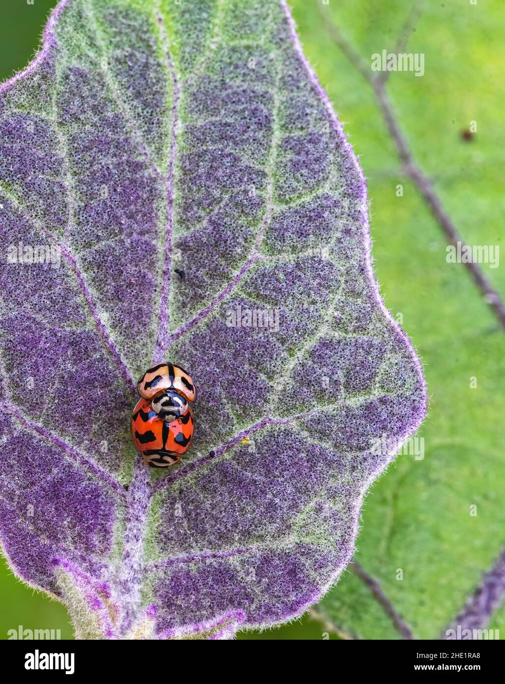 Ladybug purple flower animal wildlife hi-res stock photography and ...
