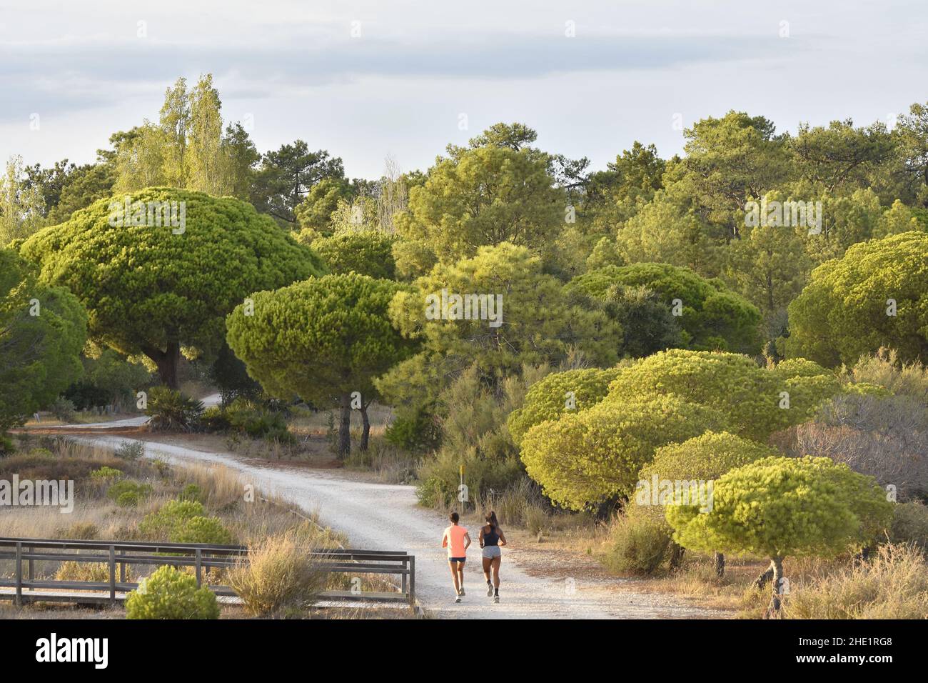 Young women running on dirt path in the pine tree forest, Ria Formosa ...