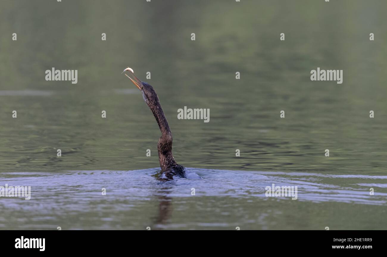Snake bird catching fish hi-res stock photography and images - Alamy