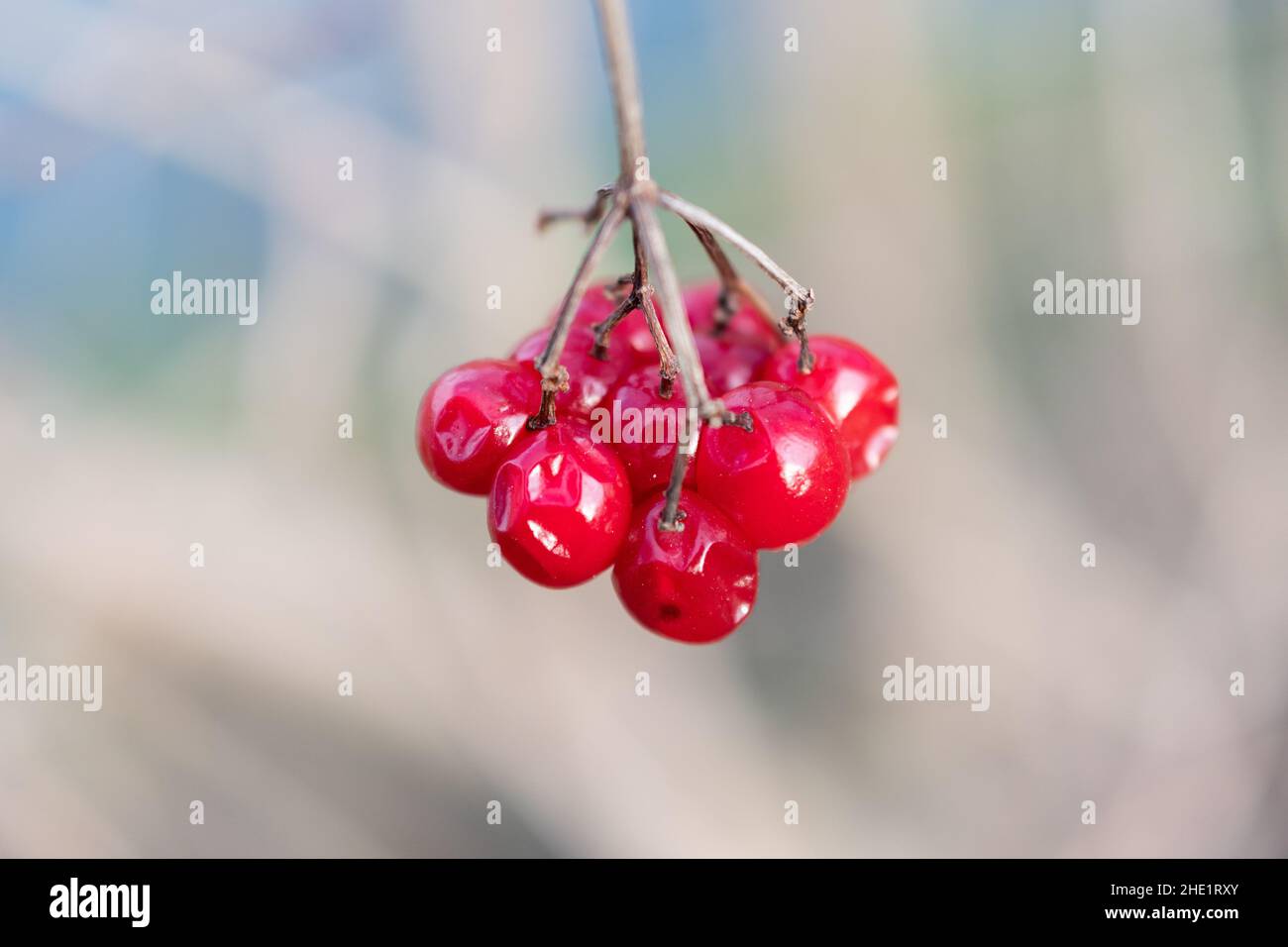 Small red berry on a branch hi-res stock photography and images - Alamy