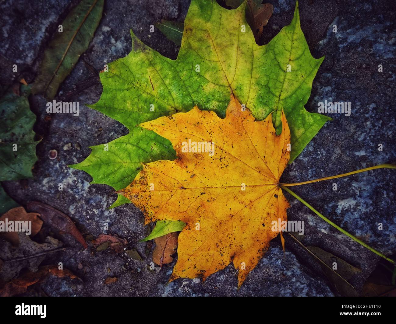 Macro view of two fallen green and yellow autumn leaves on the field ...