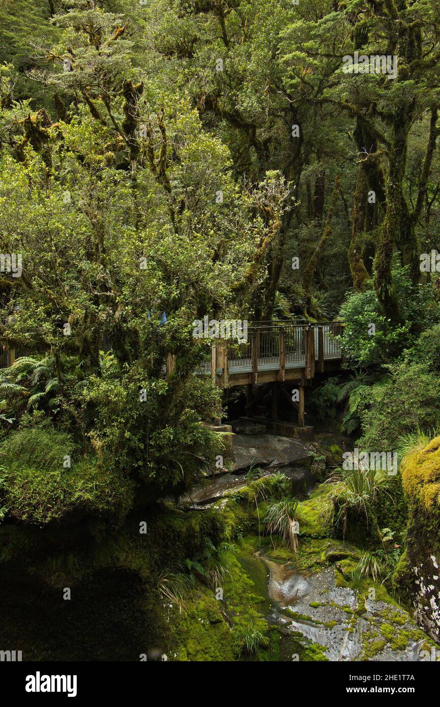 The Chasm Walkway in Fiordland National Park in Southland on South ...