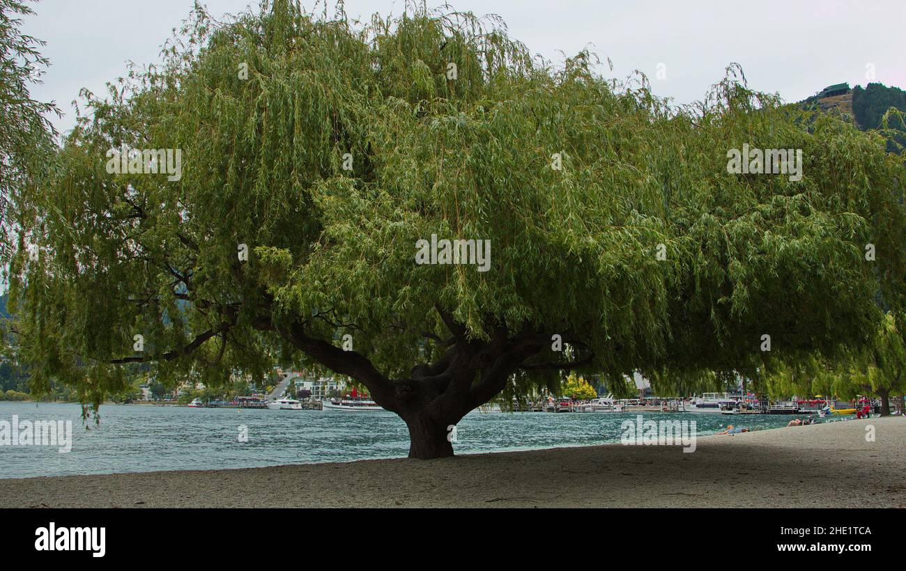 Big tree in Queenstown Gardens in Otago on South Island of New Zealand ...