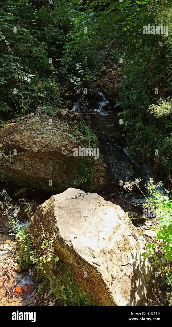 Wooden path in the forest in Megalo Chorio village Karpenisi Greece ...