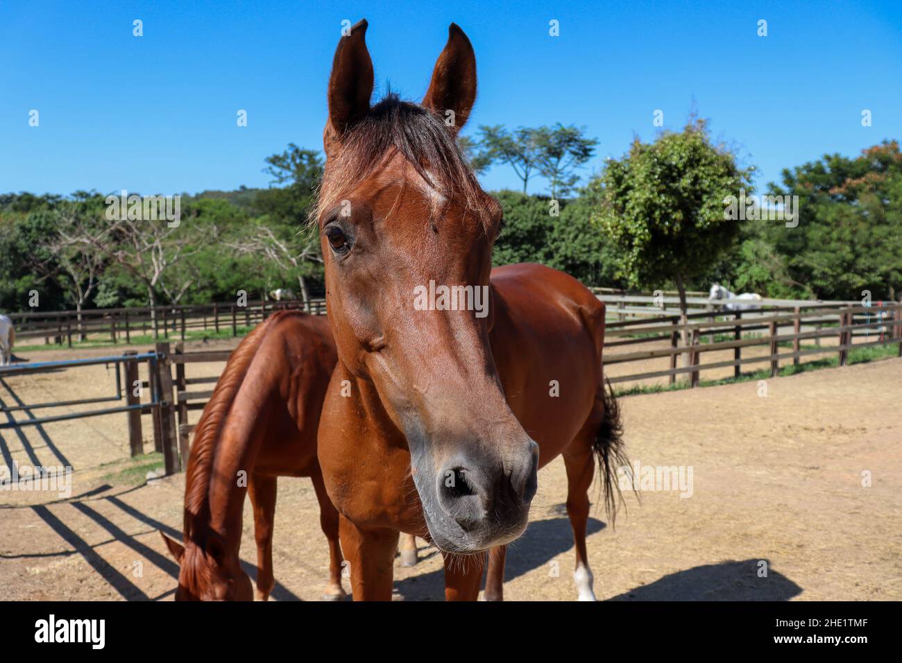 Two young horses grazing hi-res stock photography and images - Alamy