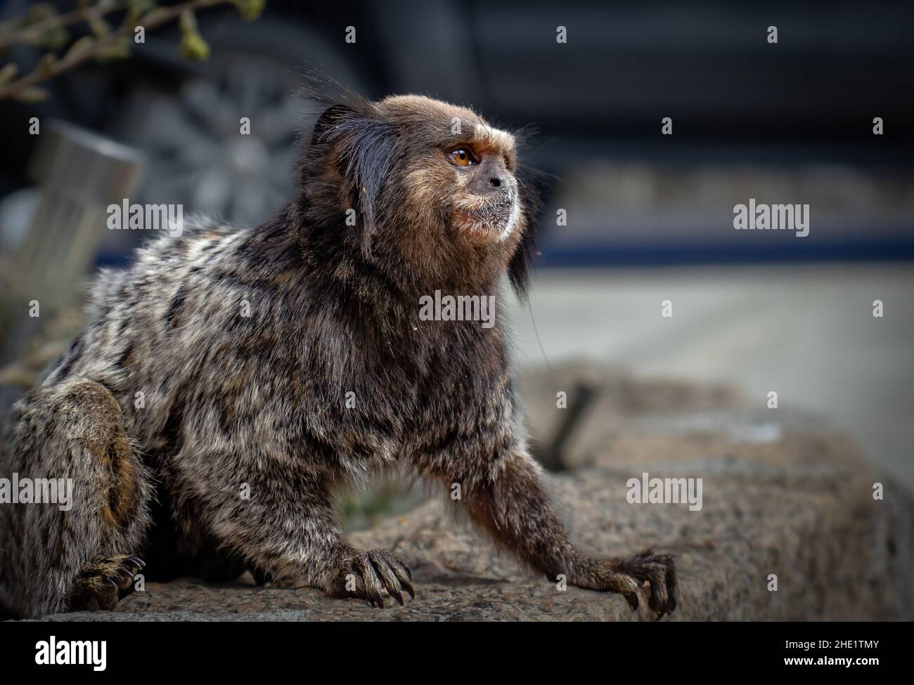White tufted marmoset carefully approaching a house to steal food Stock ...
