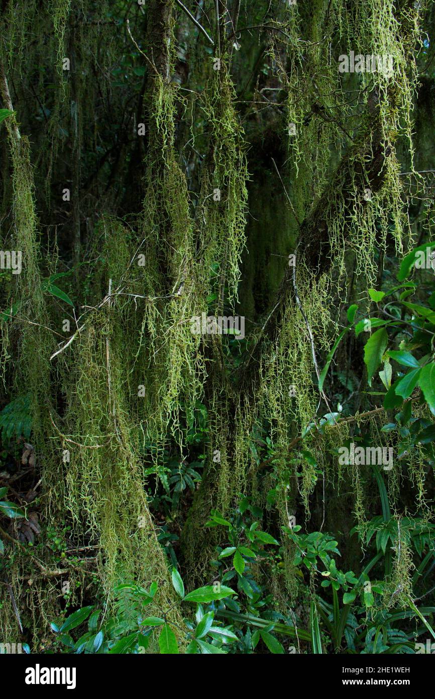 Cameron Flat Campsite near Blue Pools in Otago on South Island of New ...
