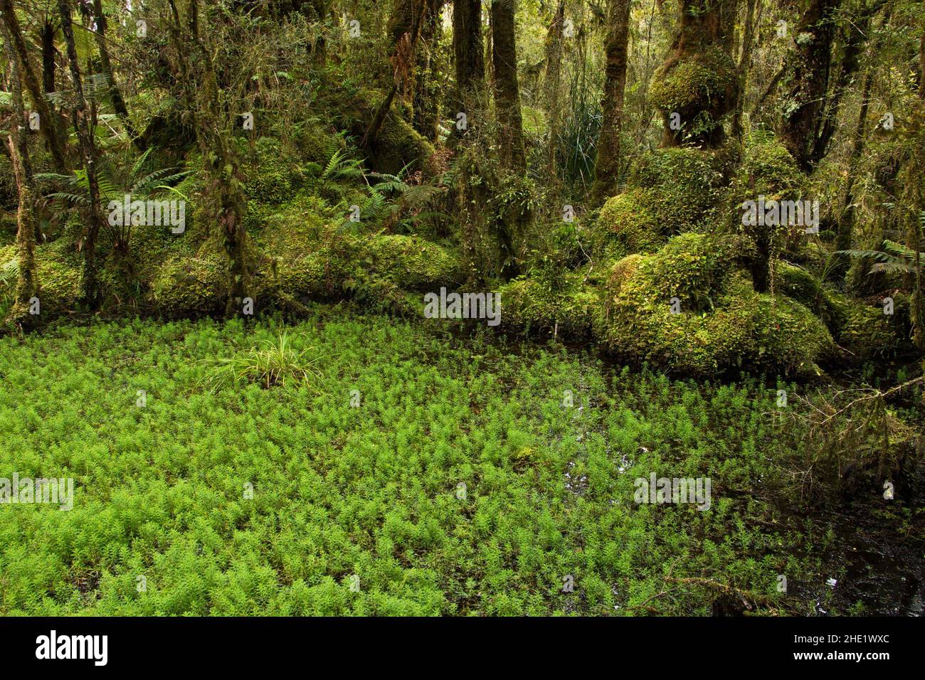 Kahikatea Swamp Forest Walk at Ship Creek in Mount Aspiring National ...