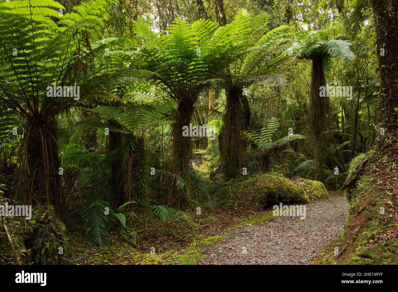 Fern trees on Monro Beach Walk in Mount Aspiring National Park,West ...