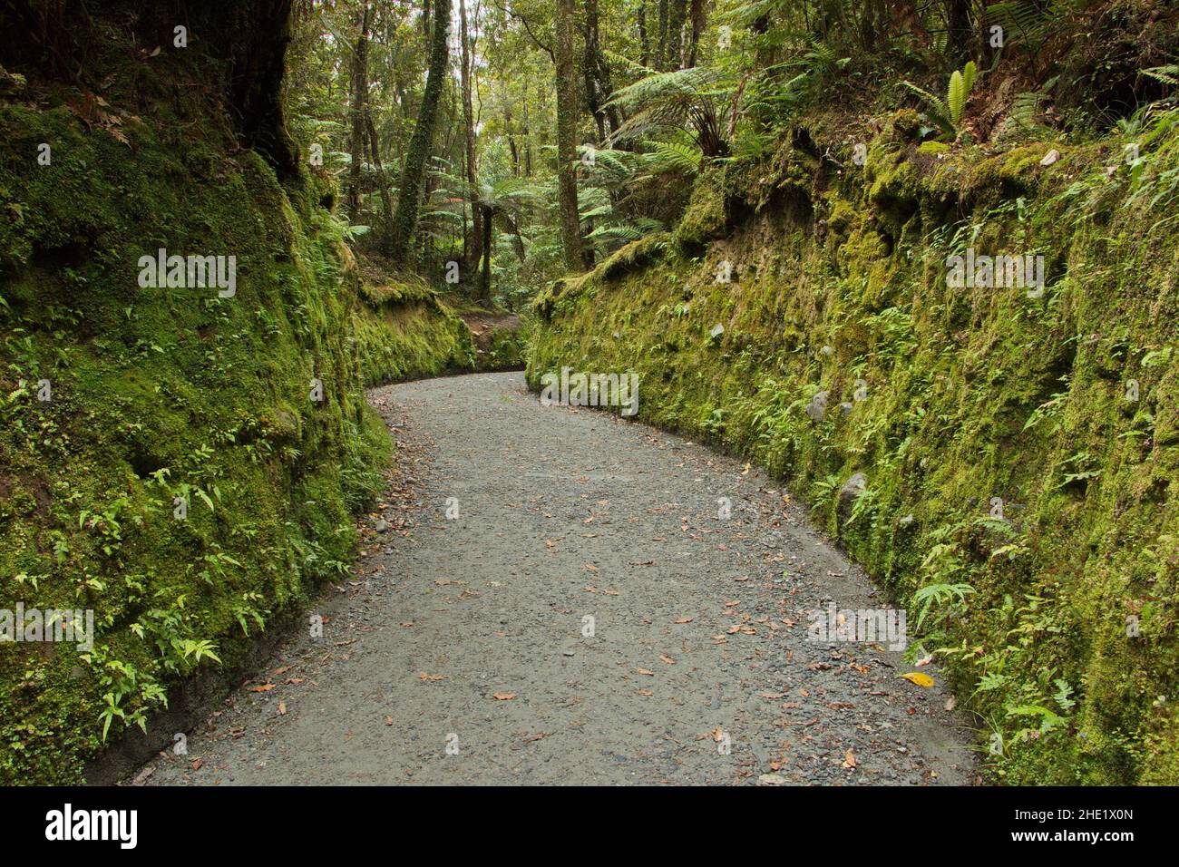 Lake Matheson Walk in West Coast on South Island of New Zealand Stock ...