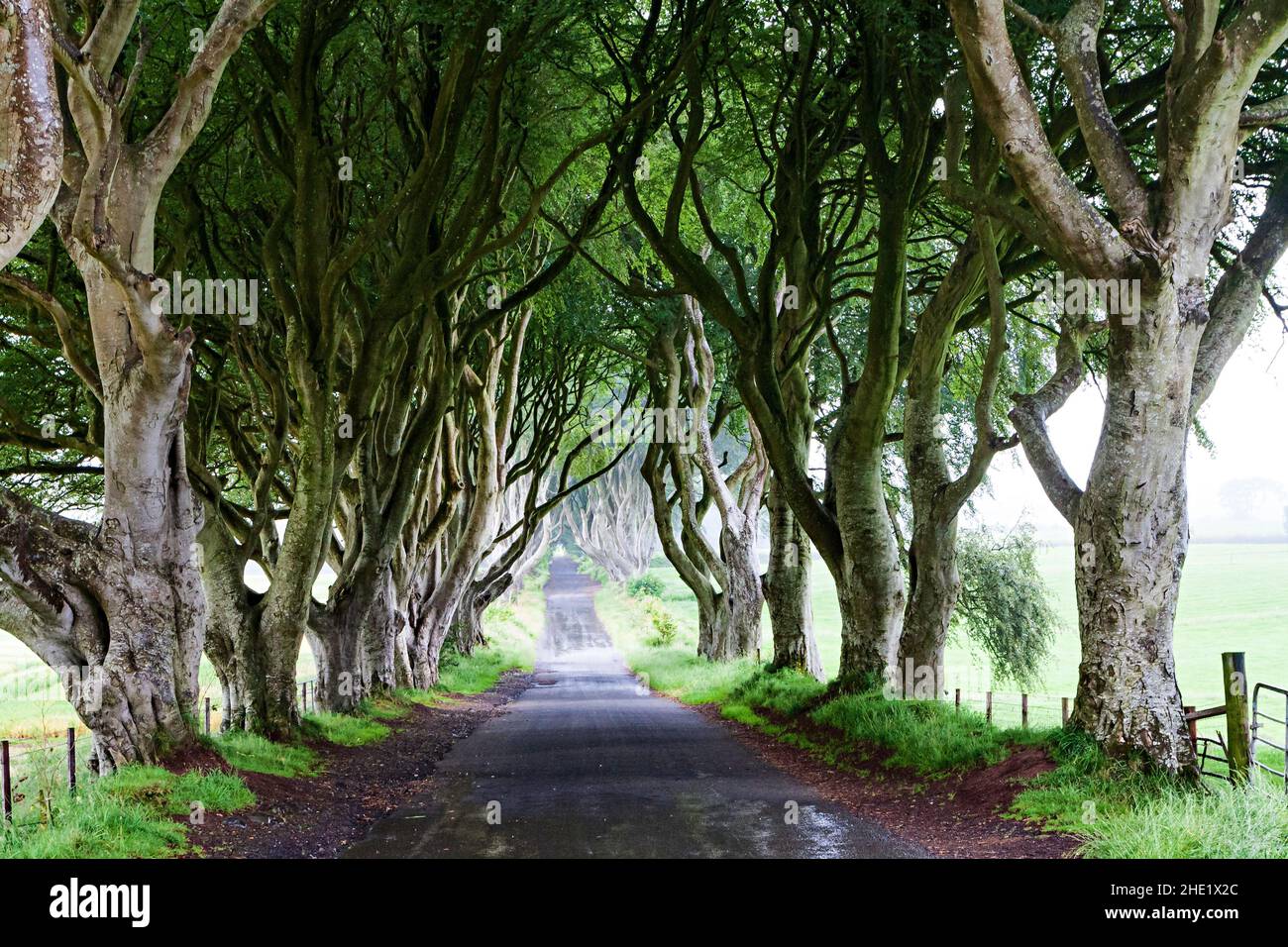 Walking path large trees hi-res stock photography and images - Alamy