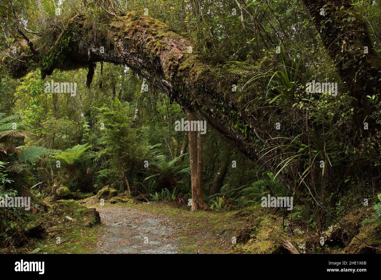 Lake Wombat Walk in Westland Tai Poutini National Park,West Coast on ...