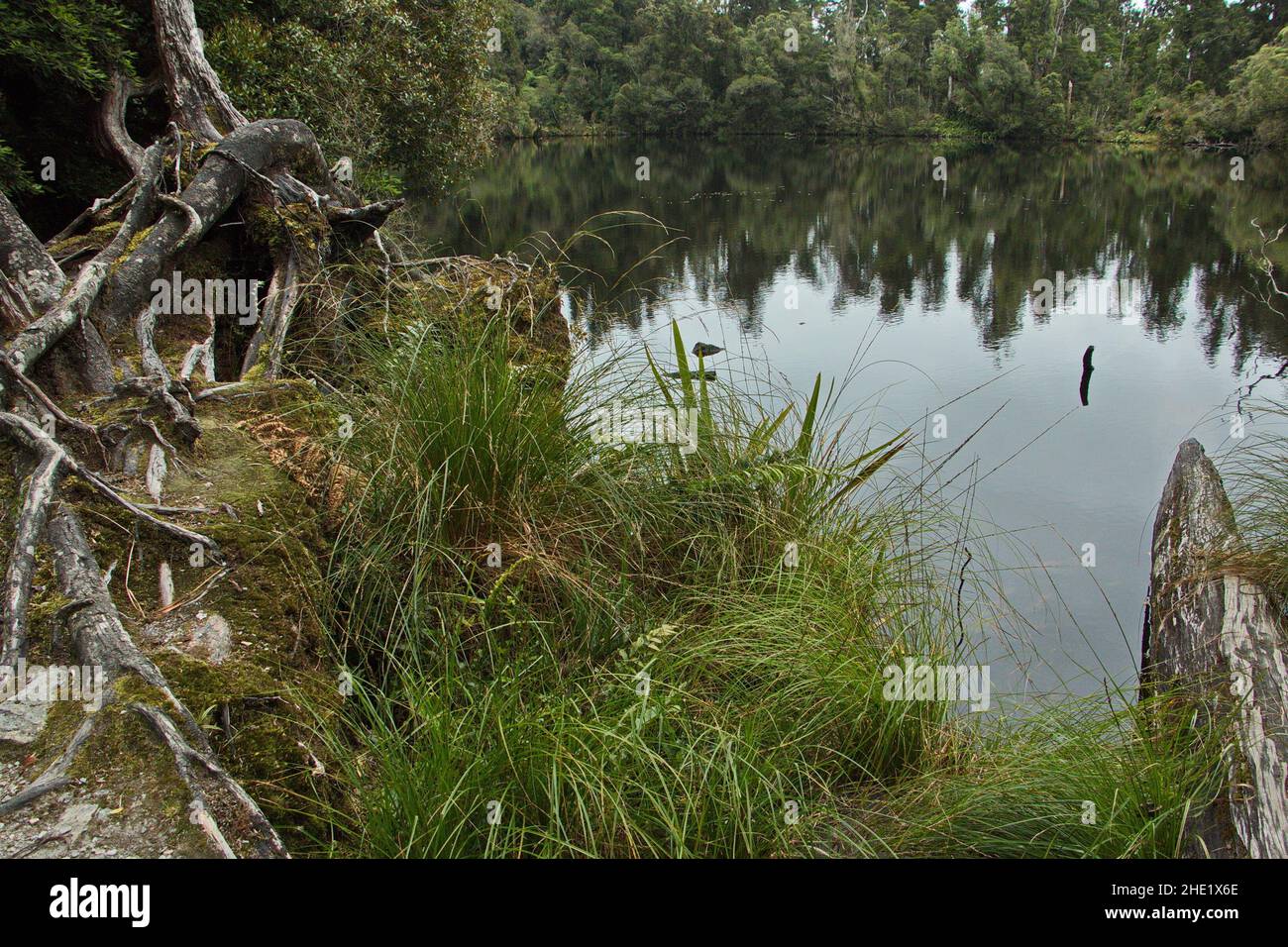 Lake Wombat in Westland Tai Poutini National Park,West Coast on South ...