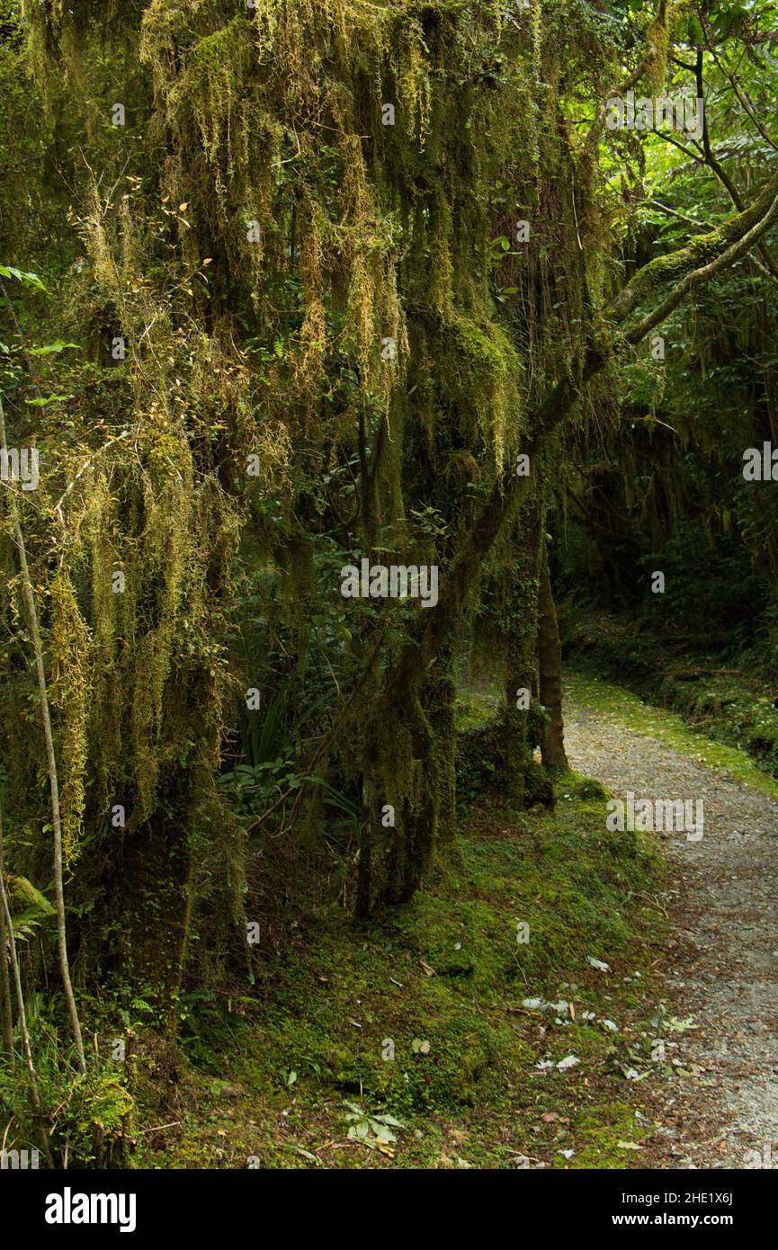 Lake Wombat Walk in Westland Tai Poutini National Park,West Coast on ...
