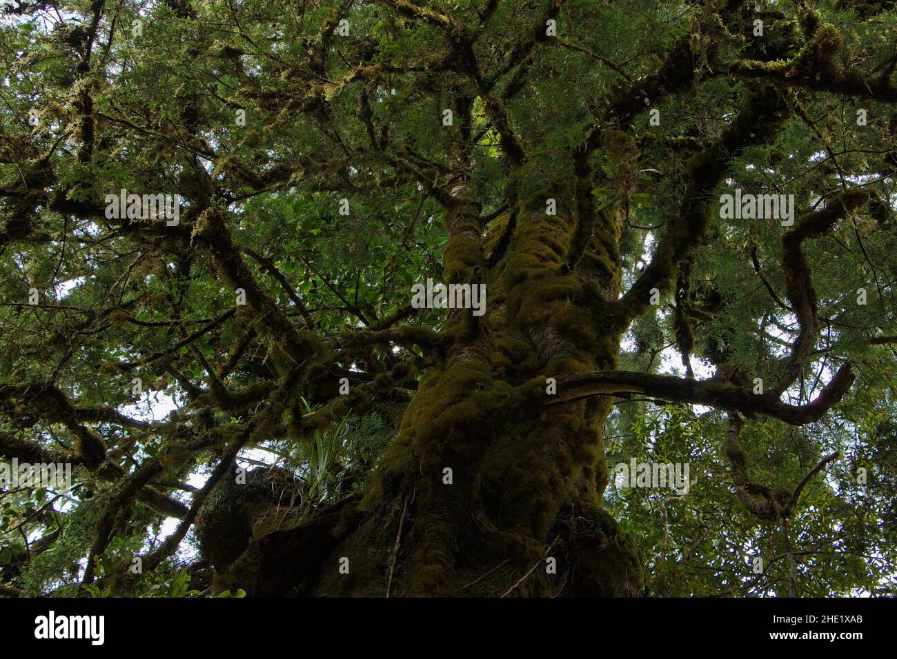 Trees at Kahikatea walk an Lake Kaniere on West Coast on South Island ...