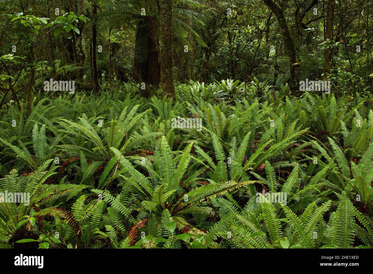 Buller gorge on south island hi-res stock photography and images - Alamy