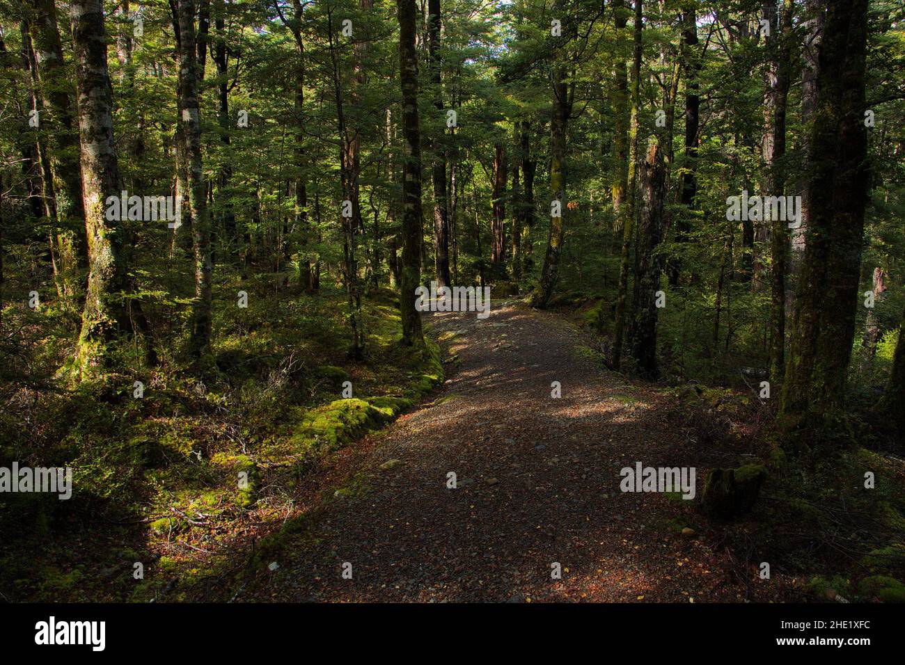 Rotoiti track hi-res stock photography and images - Alamy