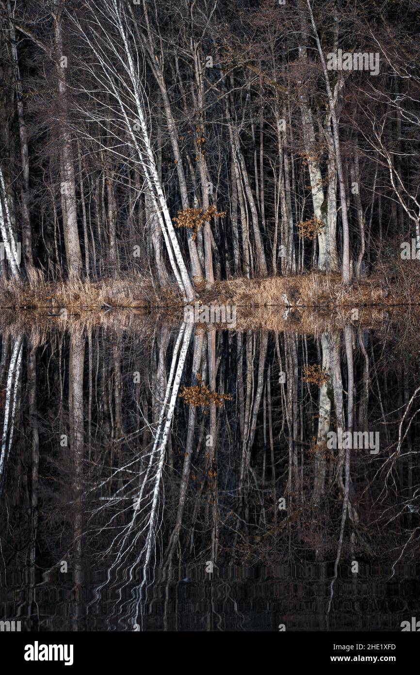 Trees are reflected in the water at a lake Stock Photo - Alamy