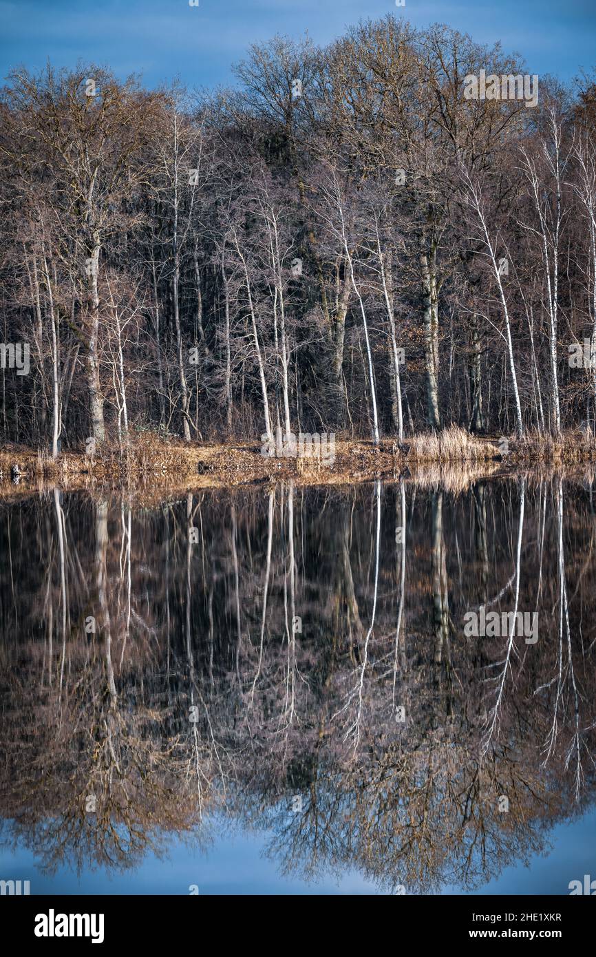 Trees are reflected in the water at a lake Stock Photo - Alamy