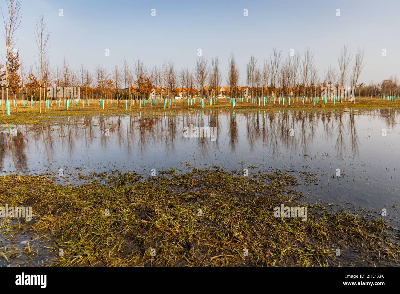 Big tree plantation behind park next to huge puddle full of water and ...