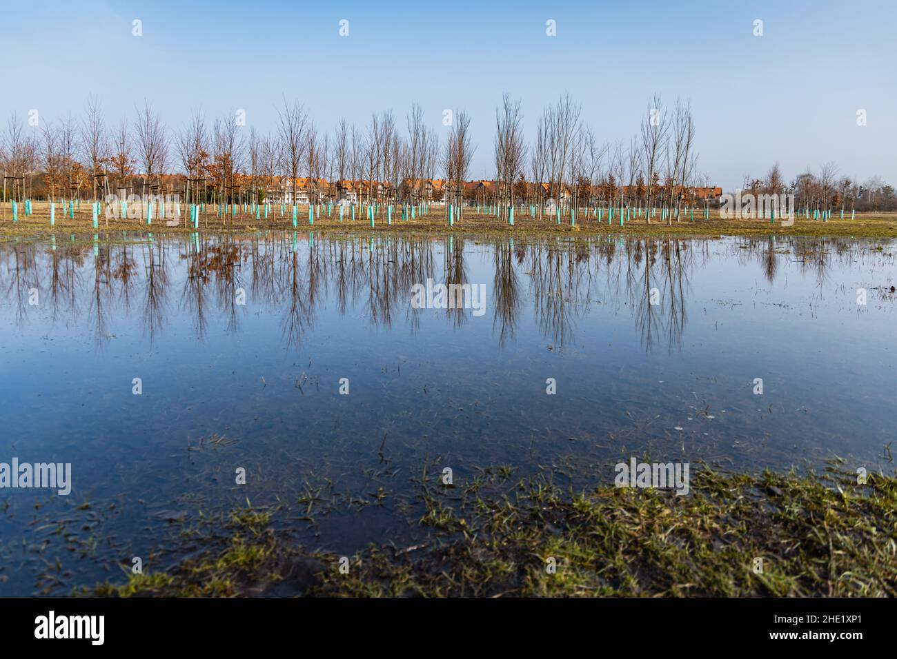 Big tree plantation behind park next to huge puddle full of water and ...