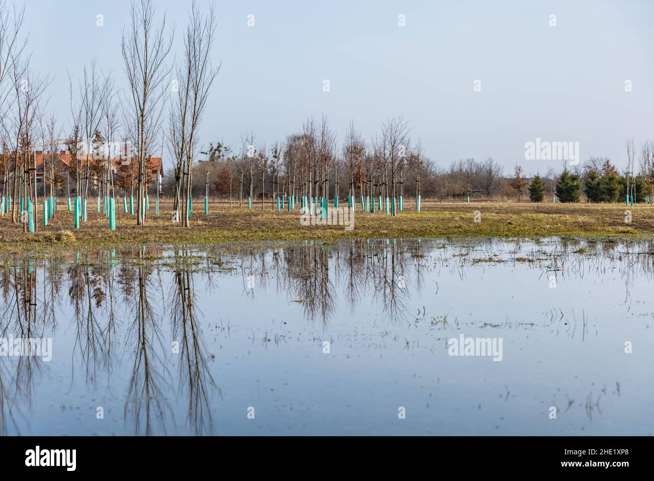 Big tree plantation behind park next to huge puddle full of water and ...