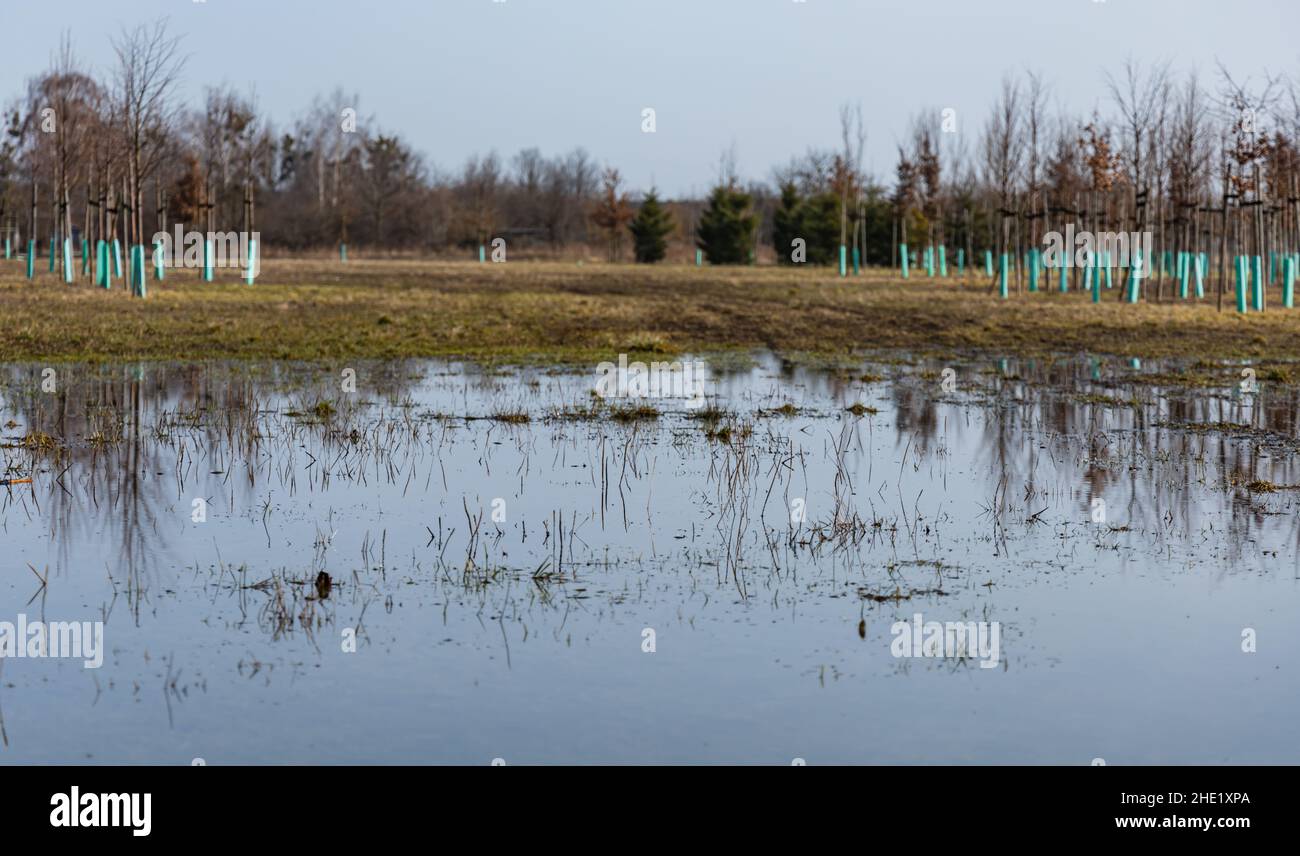 Big tree plantation behind park next to huge puddle full of water and ...