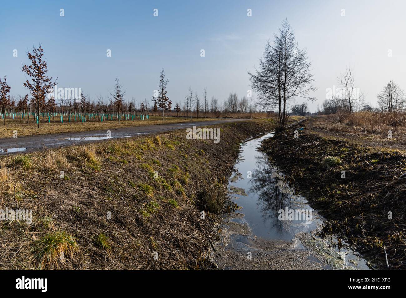 Long small stream next to path and big tree plantation Stock Photo - Alamy