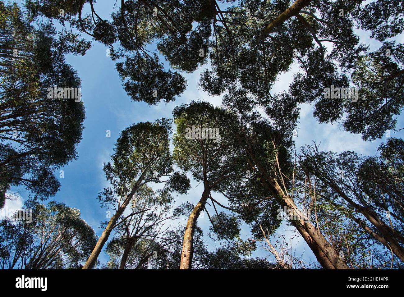 Treetops on Sir Stanley Whitehead Track in Nelson,Tasman Region on ...