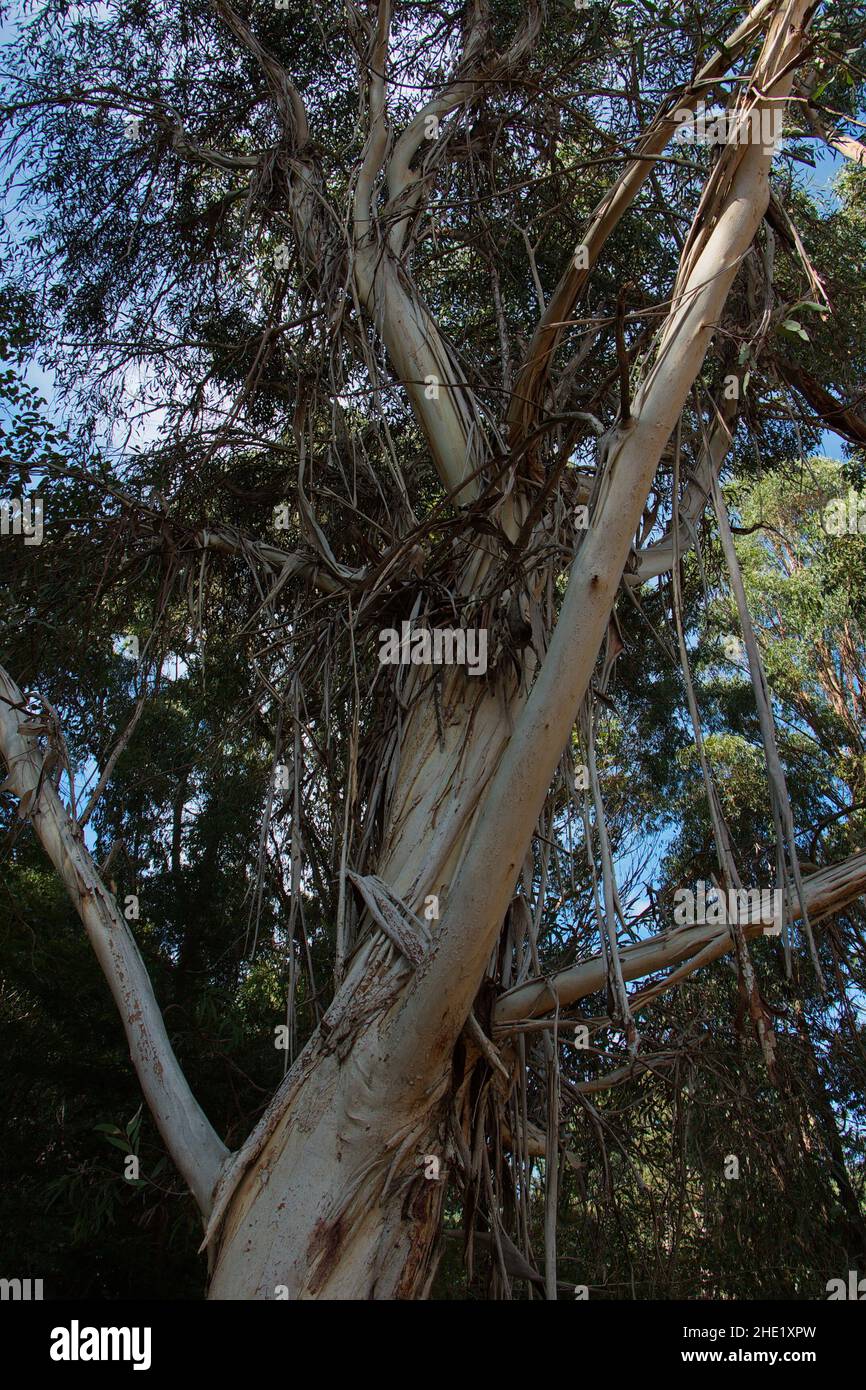 Gum trees on Sir Stanley Whitehead Track in Nelson,Tasman Region on ...