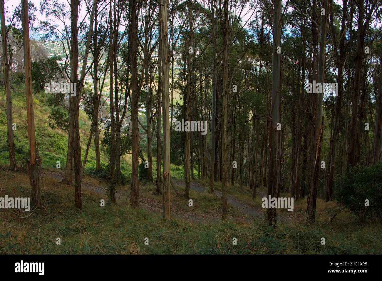 Eucalyptus trees in new zealand hi-res stock photography and images - Alamy