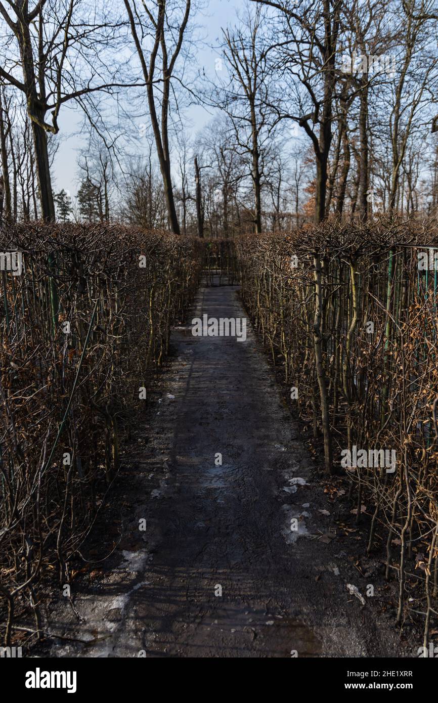 Long path of labyrinth in park between high hedges Stock Photo - Alamy